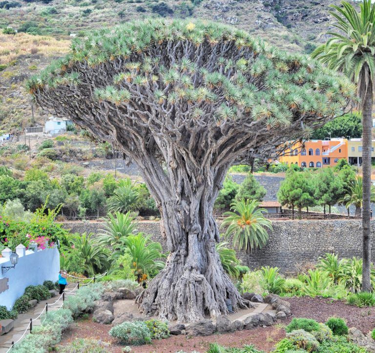 Qué ver en Tenerife: 20 imprescindibles + Rutas por día