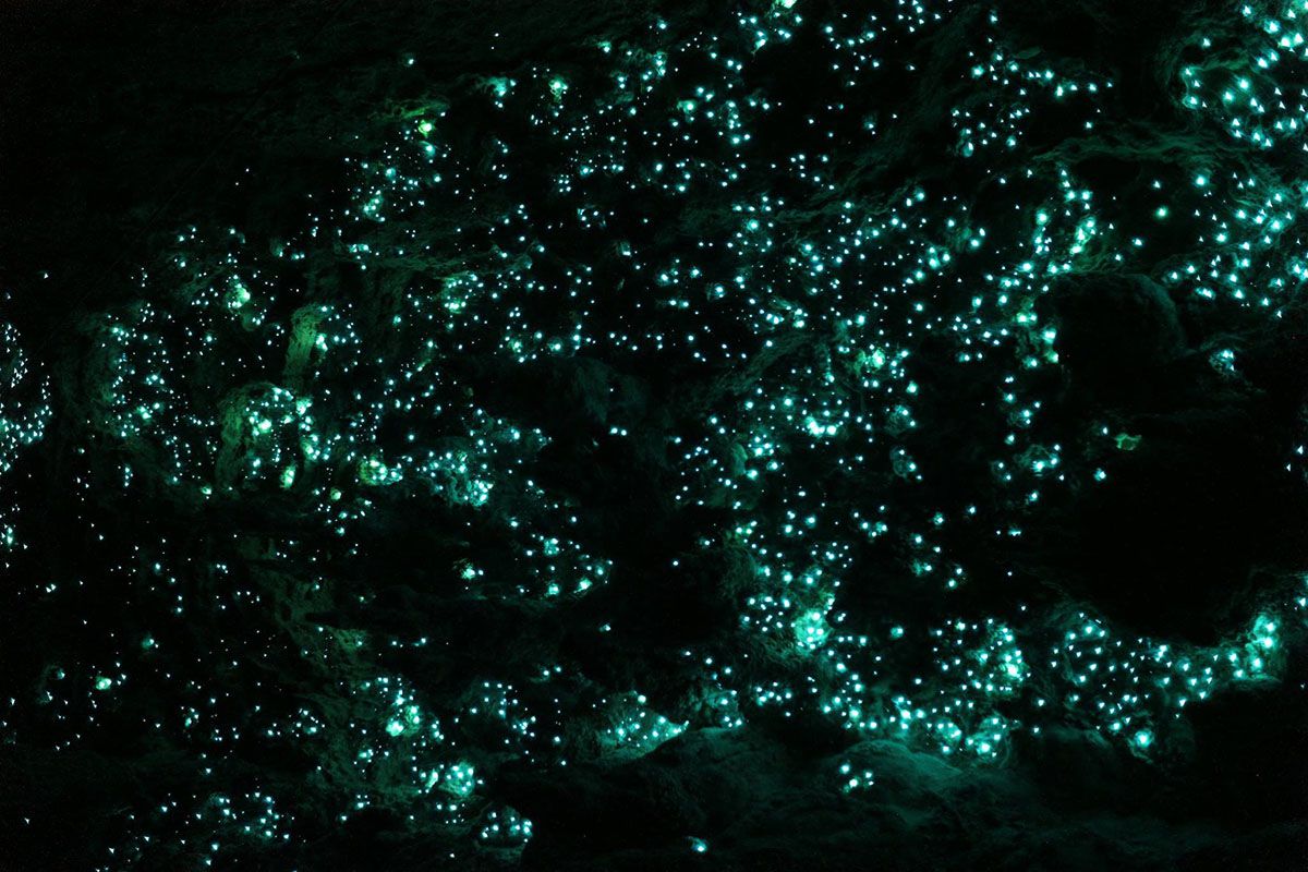 Visitar Waitomo Caves: precios, cómo llegar y consejos