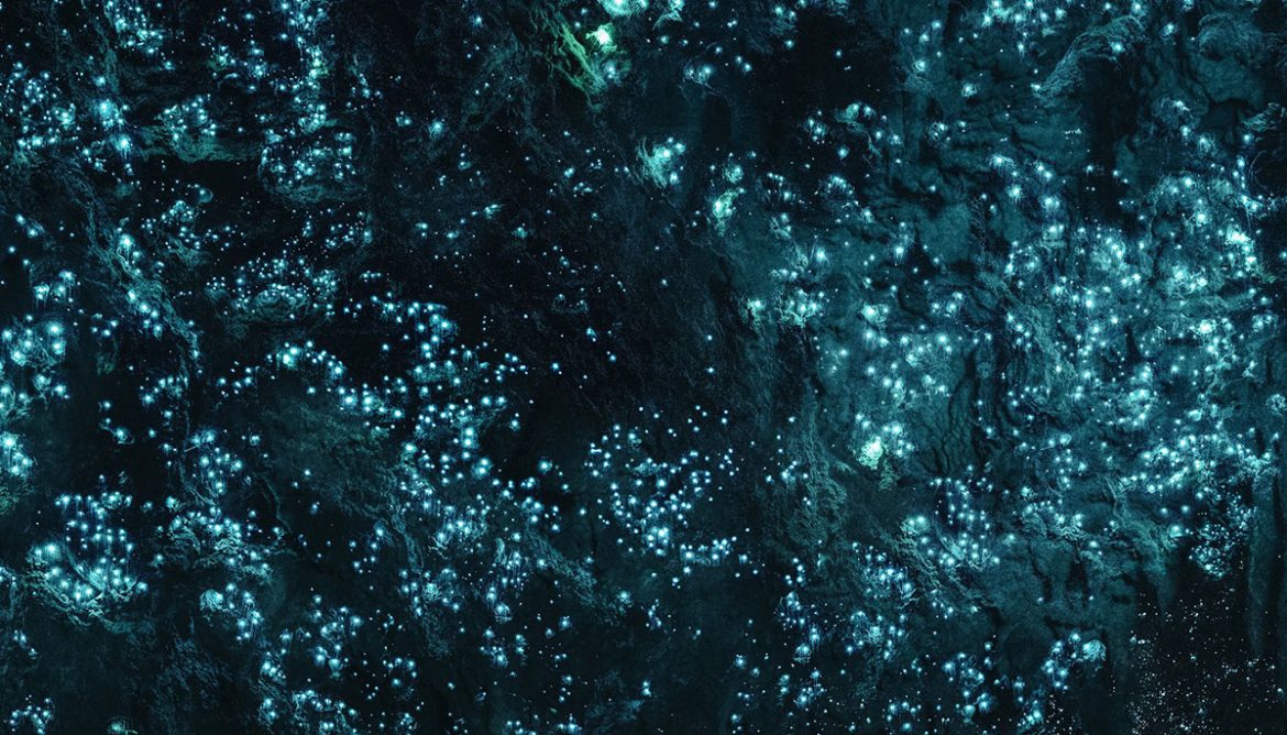 Visitar Waitomo Caves: precios, cómo llegar y TODO lo que tienes saber