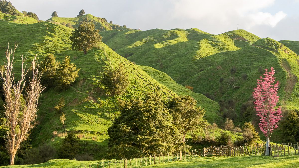 Ruta por NZ | Etapa 3: Forgotten World Highway [MAPA + VÍDEO]