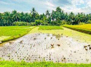 Qué ver en Ubud: 15 imprescindibles Itinerarios Mapa