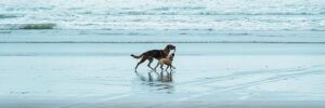 Playas para perros en Cádiz 2025 ⚠️ 8 MEJORES
