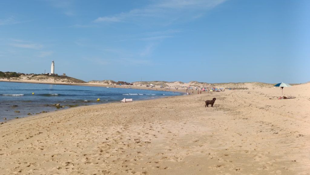 Playas para perros en Cádiz 2026 ⚠️ 8 MEJORES